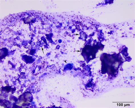 Mineral Archives Eclinpath