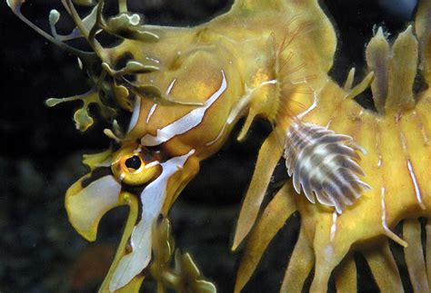 Морской дракон | Морской дракон, Южная австралия, Морские коньки