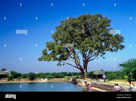 Pipal Tree Ficus Religiosa Sacred Tree Tamil Nadu South India