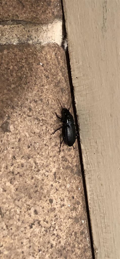Does Anyone Know If This Is A Beetle Cockroach Or Anything Else R