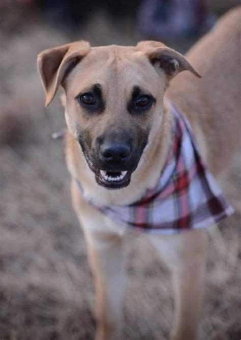 Pet Of The Week Meet Ralphie The Willits News