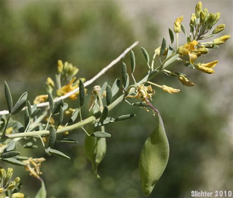 Arbors Synonym At Molly Nielsen Blog