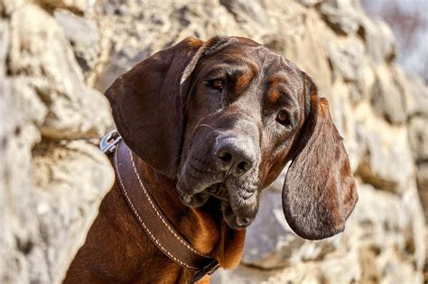 What Is An Aural Hematoma Animal Works Veterinary Surgery