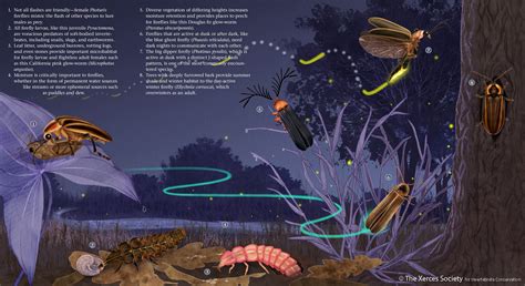Firefly Life Cycle Diagram