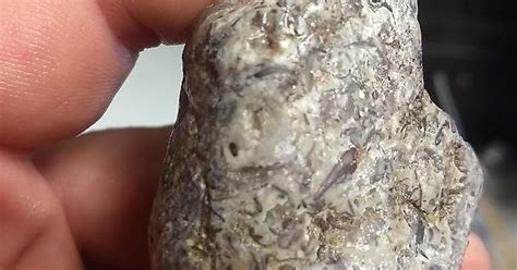 Another Suspiciously Critter Like Claw Amoungst Broken Bits Of Shell This Is Limestone