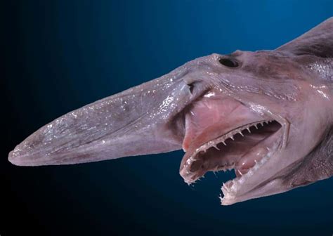 [200 ] Goblin Shark Pictures