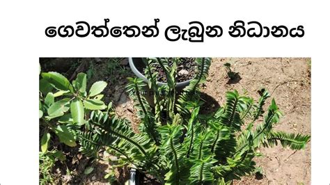 ගෙවත්තෙන් ලැබුන නිධානය ගෙවත්තේ වැවිය යුතුම ඔසු පැල Herbs That Must Be Grown In Your Home