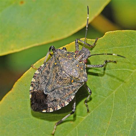 Flying Brown Bugs In House