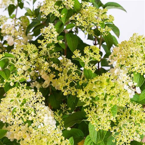 Perfect Plants White Bobo Hydrangea Flowering Shrub In 1 Gallon Pot Lobobo1g At