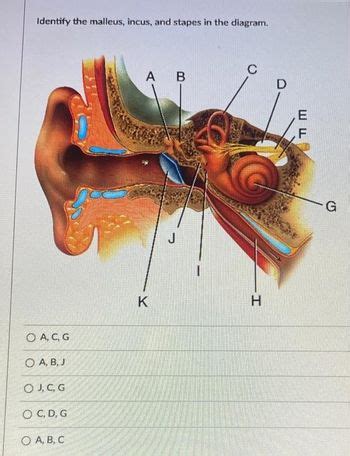 Answered Identify The Malleus Incus And Stapes In The Diagram Oa C