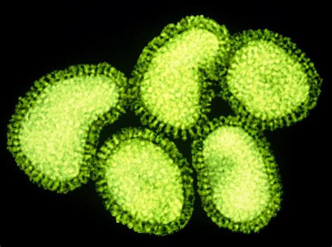 Influenza Viruses Tem Photograph By Dr Linda Stannard Uct Pixels