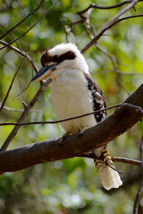 Laughing Kookaburra Dacelo Novaeguineae