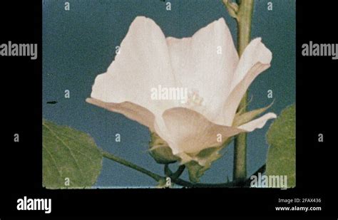 Blossom Wilt Stock Videos And Footage Hd And 4k Video Clips Alamy