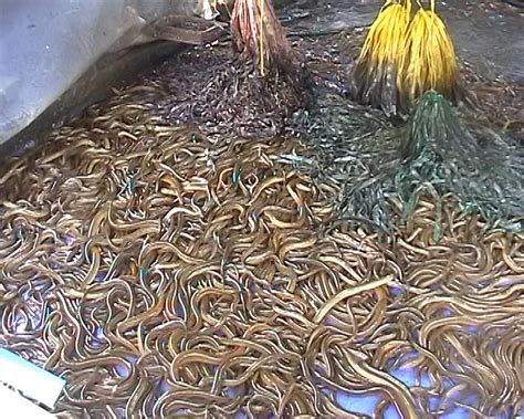 Kinh Nghiệm Nuôi Lươn Không Bùn Hiệu Quả Kinh Tế Cao
