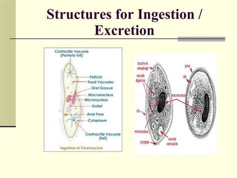Anatomy Of Protozoan Cell Ppt