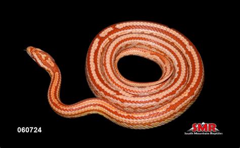 27 ♀ Amel Tessera Het Microscale Corn Snake By South Mountain Reptiles
