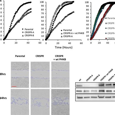 Pi4p Vesicles Move To And Fuse With Focal Adhesions A Visualization Download Scientific