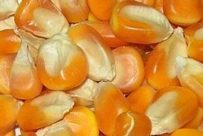 Yellow Maize At Best Price In Sirsi ID 14750948197