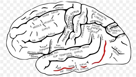 Superior Temporal Sulcus Superior Temporal Gyrus Temporal Lobe Png 800x462px Watercolor