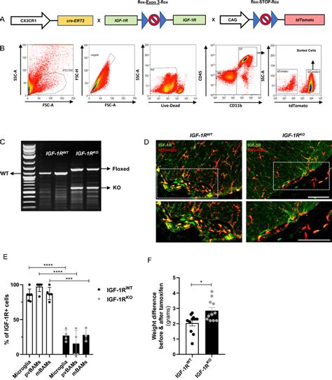 Characterization Of Igf 1rko Mouse Model A Diagram Illustrating The Download Scientific