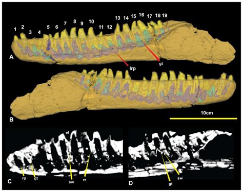 Australovenator Morphology — Crystal World Australia