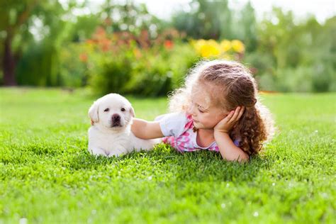 Guide To Couch Grass A View Turf