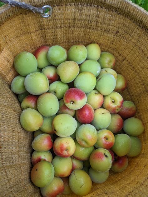 南高梅の収穫始まりました｜食べチョク｜産地直送産直お取り寄せ通販 農家・漁師から旬の食材を直送
