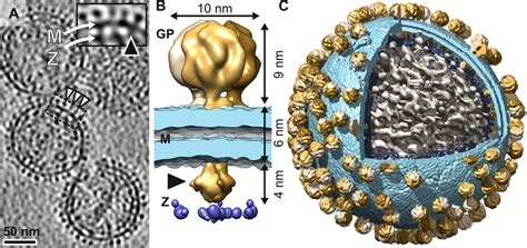 Structure Of Lassa Virus Solved Using Electron Cryotomography And Download Scientific Diagram
