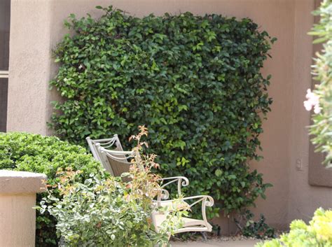 Star Jasmine Elgin Nursery Tree Farm Phoenix Az
