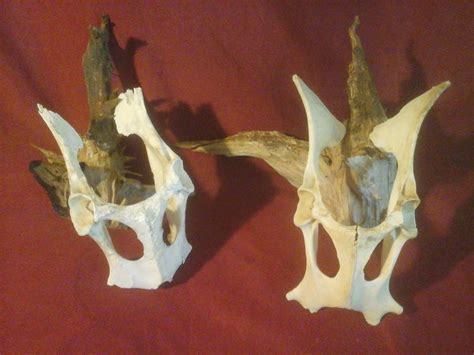 2 Real Deer Pelvic Bones