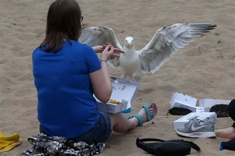 Scary Seagulls Are Attacking People On Tyneside And One Pinched A
