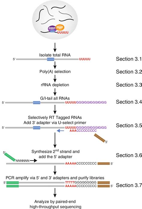 Schematic Of The Rna Tagging Library Preparation Workflow Adapted From