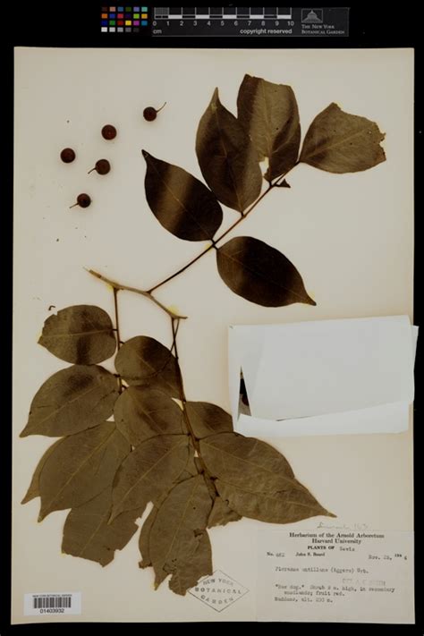 Flora De Puerto Rico Ilustrada Papo Vives Simaroubaceae Picrasma Excelsa