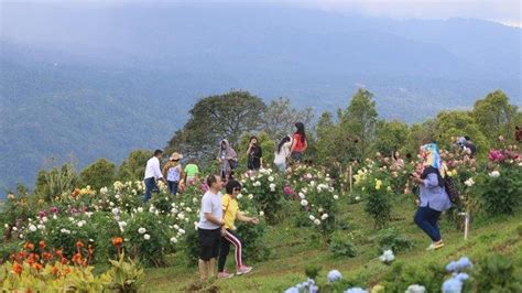 Nikmati Sunset Hingga Keindahan Hamparan Bunga Di Taman Wisata Puncak