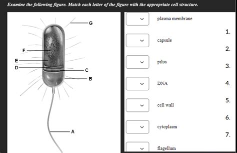 Solved Examine The Following Figure Match Each Letter Of