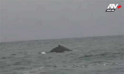 Inicia Temporada De Avistamiento De Ballenas Jorobadas En Piura ATV