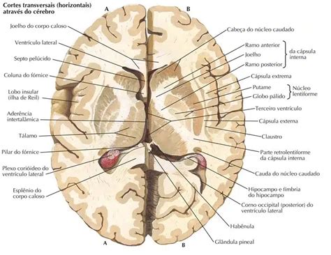 Caracteristicas Do Cerebro Esquerdo E Direito Cérebro E Córtex