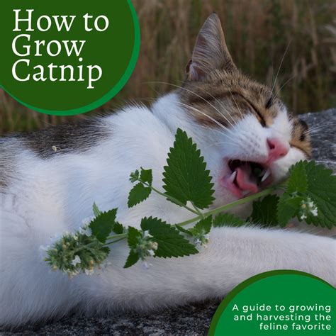 A Complete Guide To Growing Catnip From Seed To Harvest Hubpages