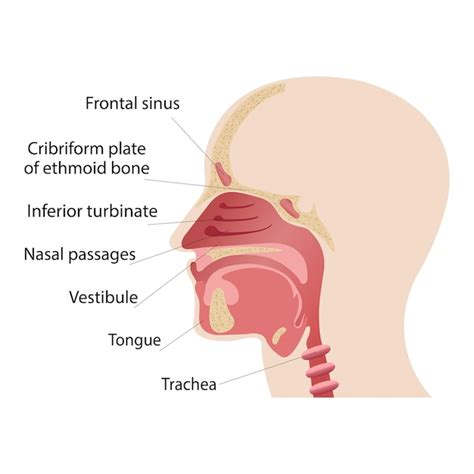 Human Nose Diagram