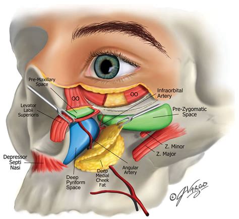 Infraorbital Space
