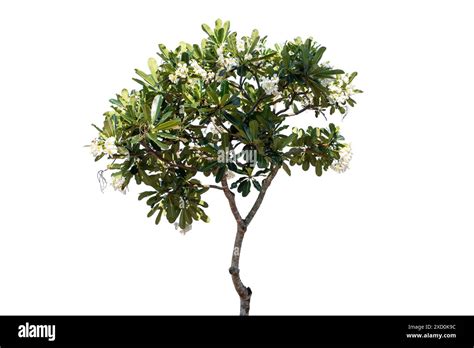 Plumeria Isolated Tree On White Background Trees Database Botanical Garden Organization