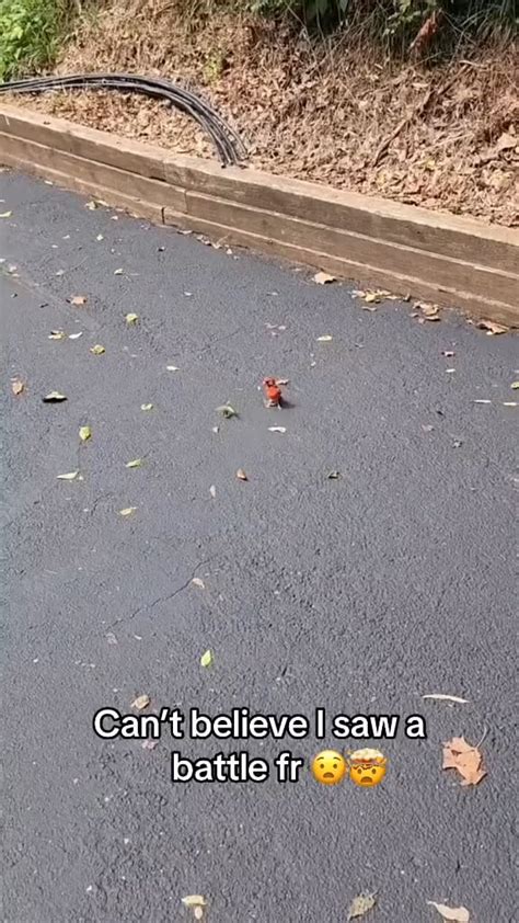 After The Extinction Of Mantis In China China Decided To Replicate