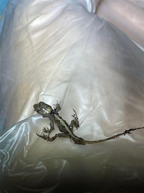 Lizard Hatched In My Garden R Gardening