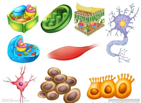白底几种生物细胞插图设计图 广告设计 广告设计 设计图库 昵图网