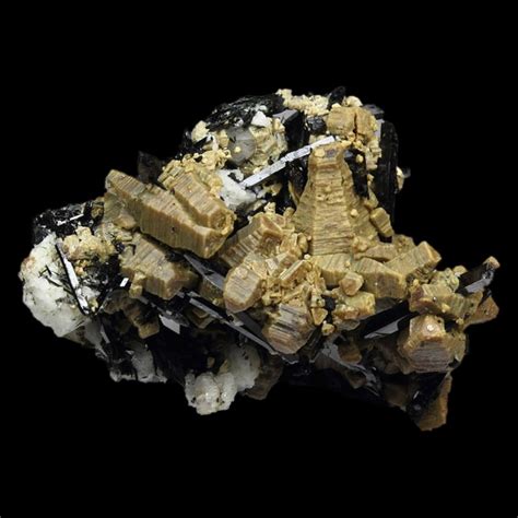 Parisite Encyclopedia