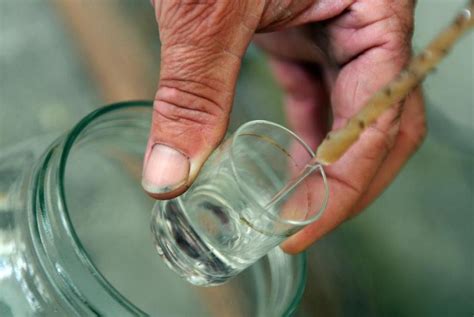 Bapske Priče Rakija Nije Za Rane I Spuštanje Temperature Jabukatv