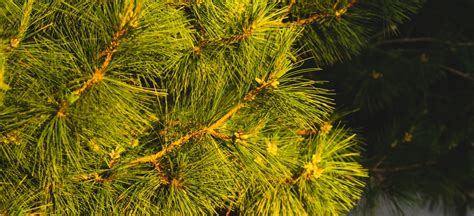 Be A Georgia Tree Know It All Spruce Pine Premier Tree Solutions