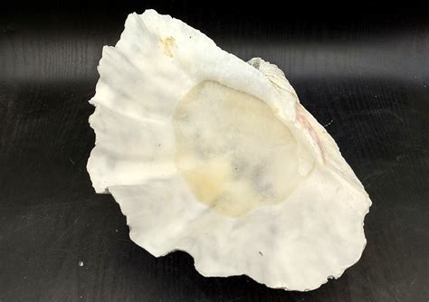 Giant Clam Shell Half 1 Half Shell Approx 13l X 4h X 9d Inches Great