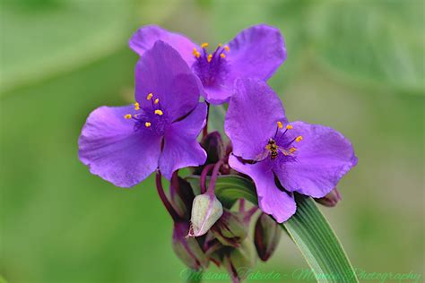 Tradescantia Ohiensis Ohio Spiderwort Bluejacket Mamin Photography