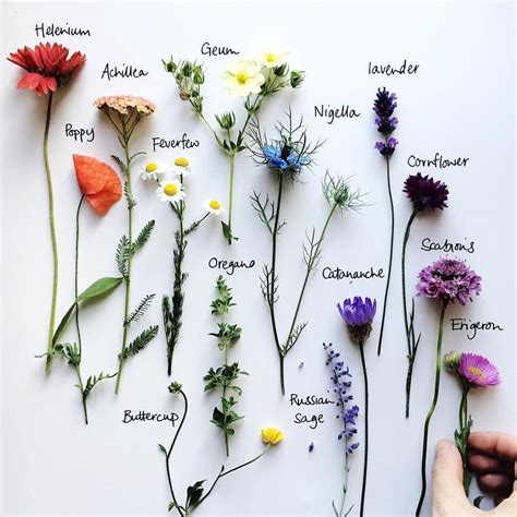 Coffee Grace Flower Meanings Flower Names Flower Guide
